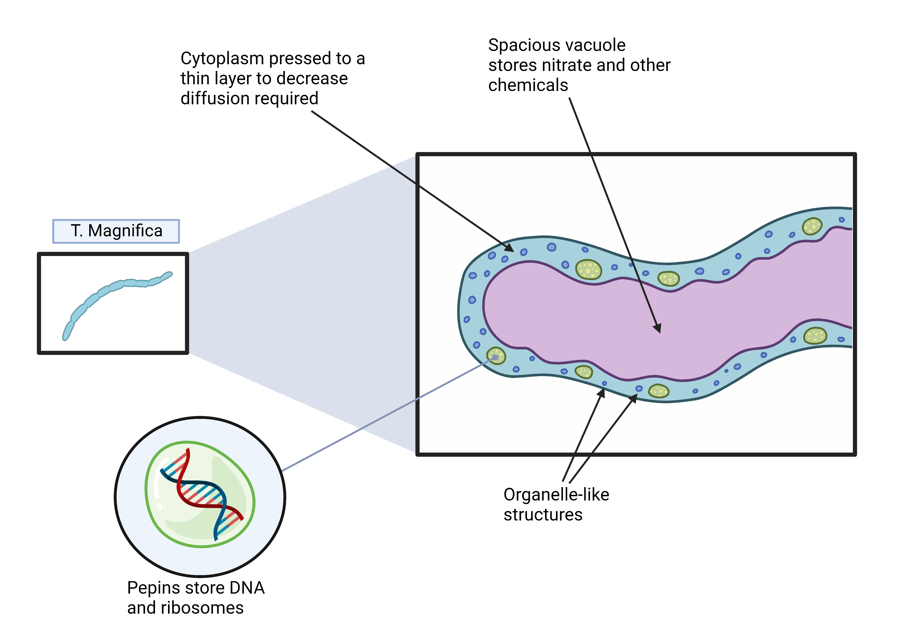 A New Titan Among Bacteria | The Aggie Transcript
